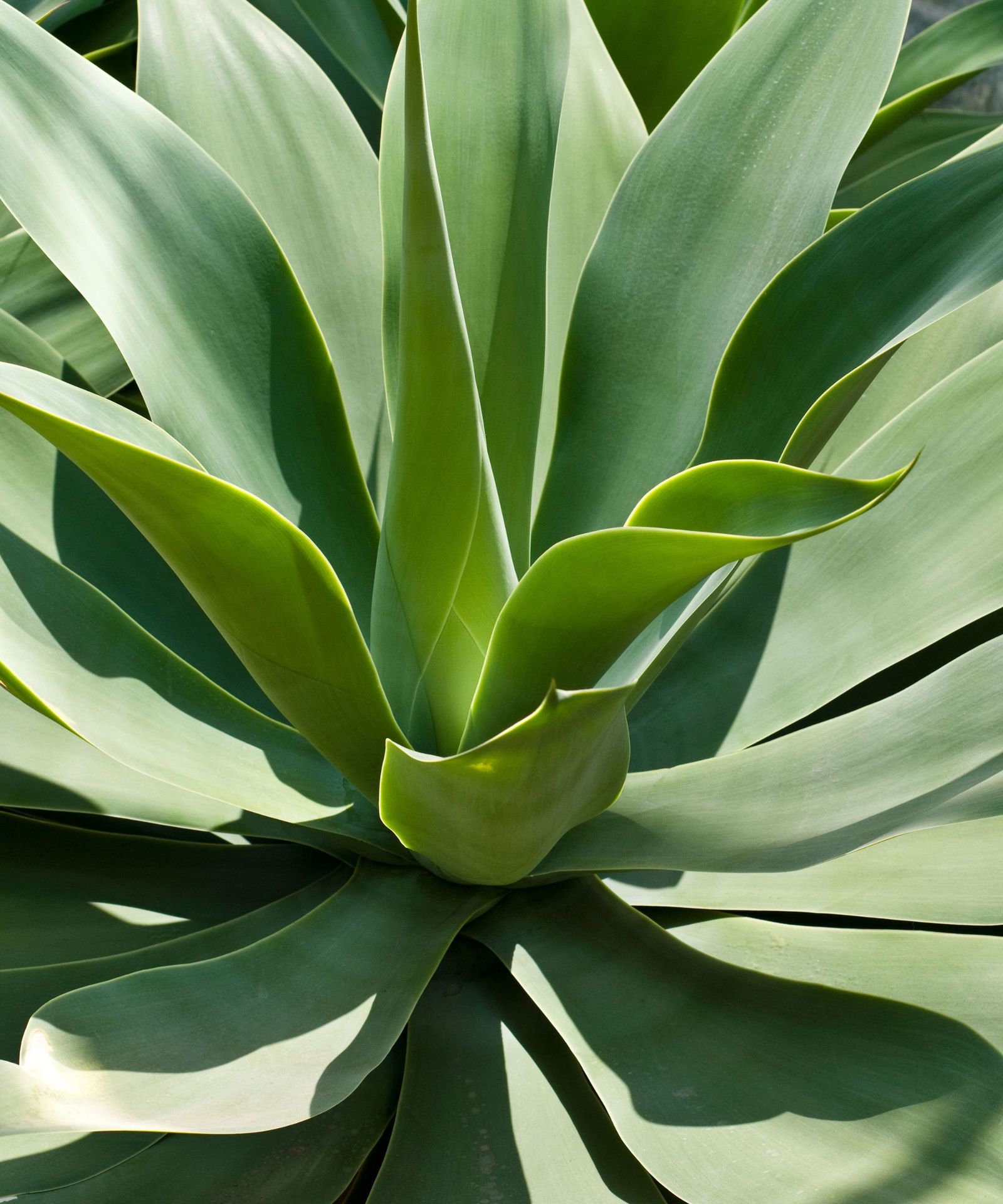 How to overwinter agave: 5 key steps and tips for success | Homes and ...