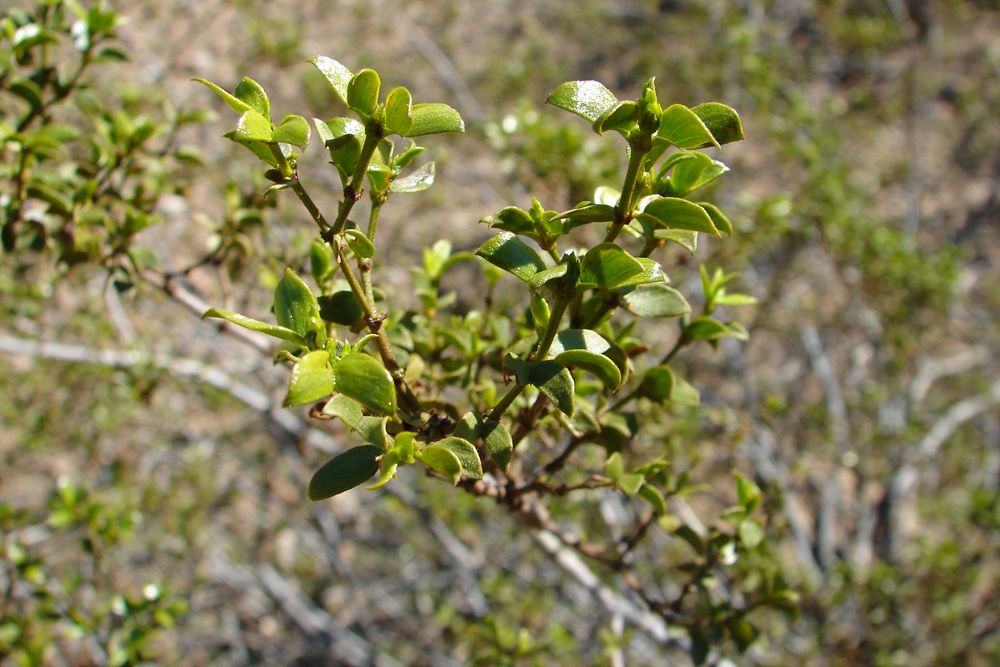 Creosote Bushes Photos | Desert Plants & Flora | Live Science