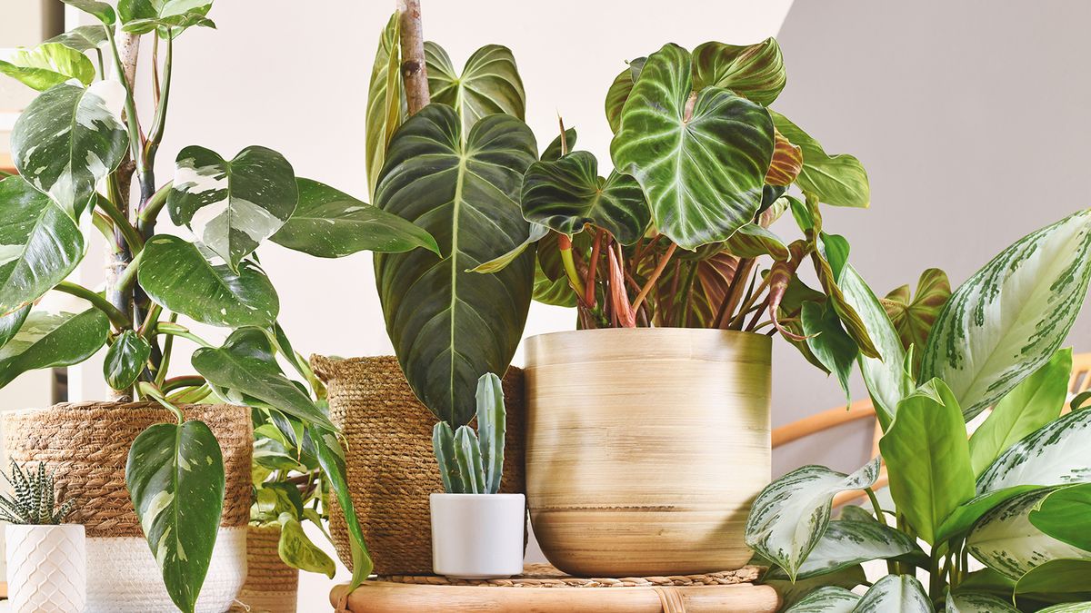 Perfect Houseplant Combinations For Every Room In Your Home | Gardening ...