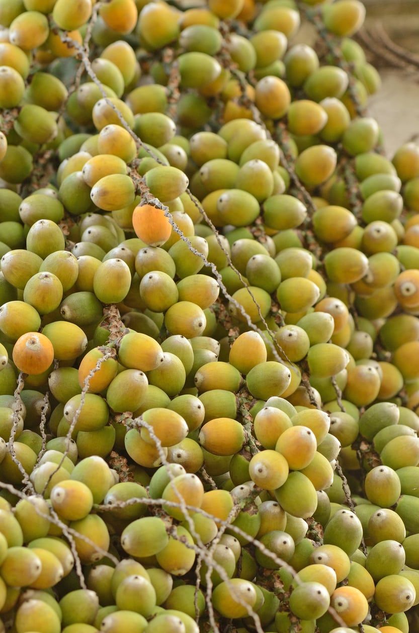 Can You Eat Pindo Palm Fruit: Edible Pindo Fruit Uses And Ideas ...