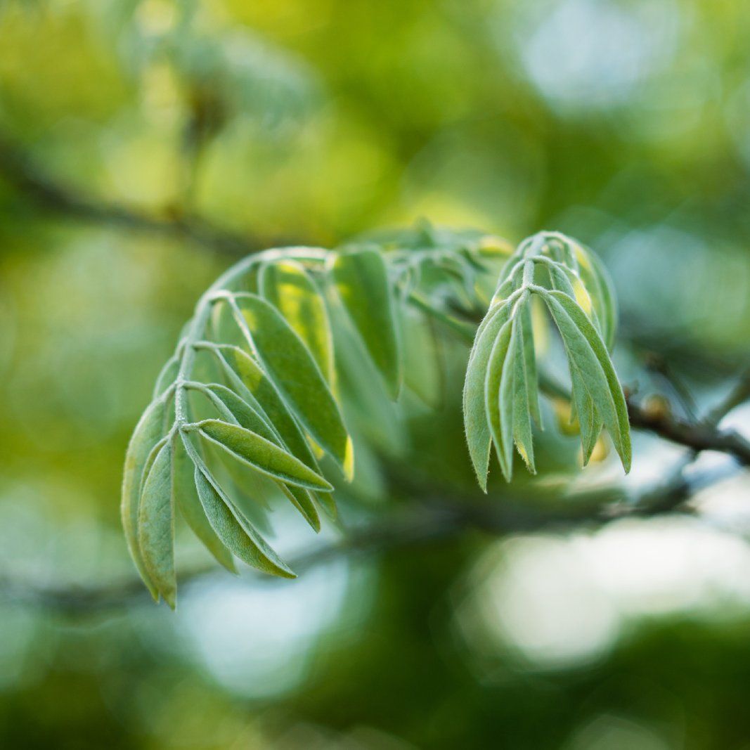 Amur Maackia: Complete Care & Growing Guide | Gardening Know How