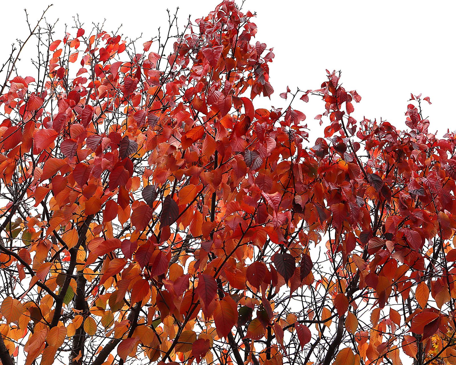 Best trees for fall color: create unbeatable autumn interest | Gardeningetc