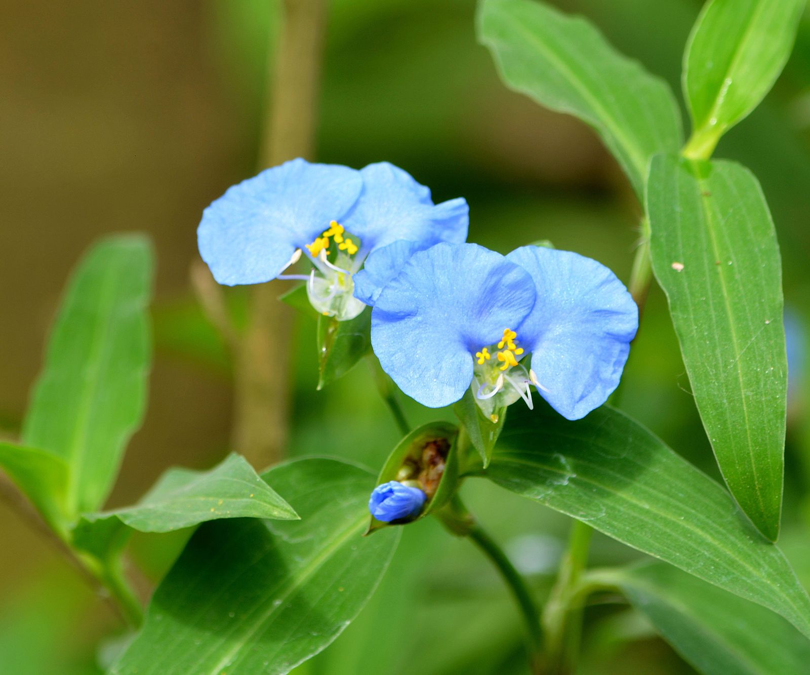 True Blue: Best Native Blue Flowers To Grow In Your Garden | Gardening ...