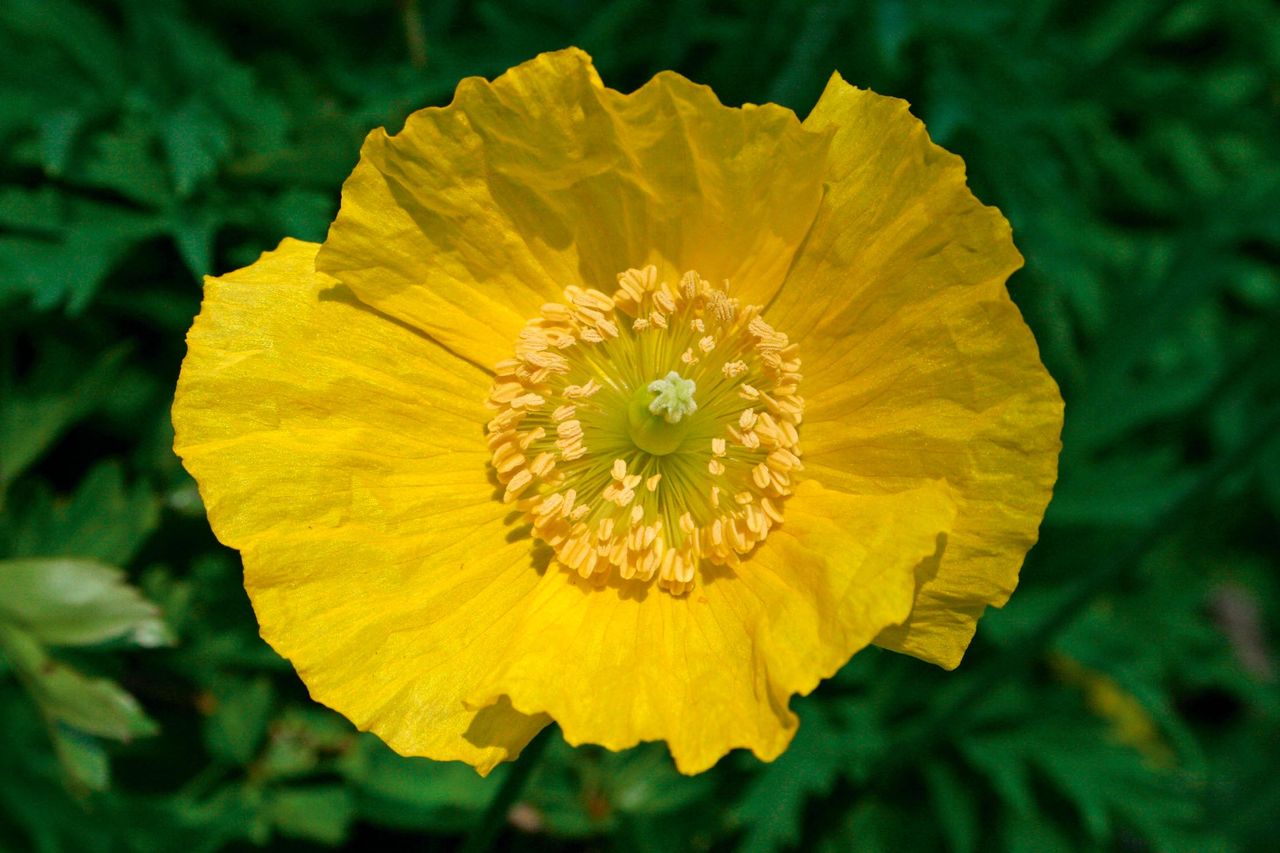 The six varieties of poppy every gardener needs to know | Country Life