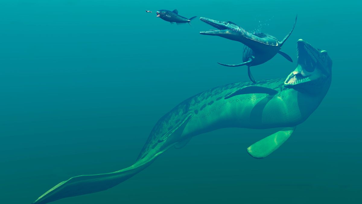 Mosasaurus and other mosasaurs of the dinosaur age | Live Science