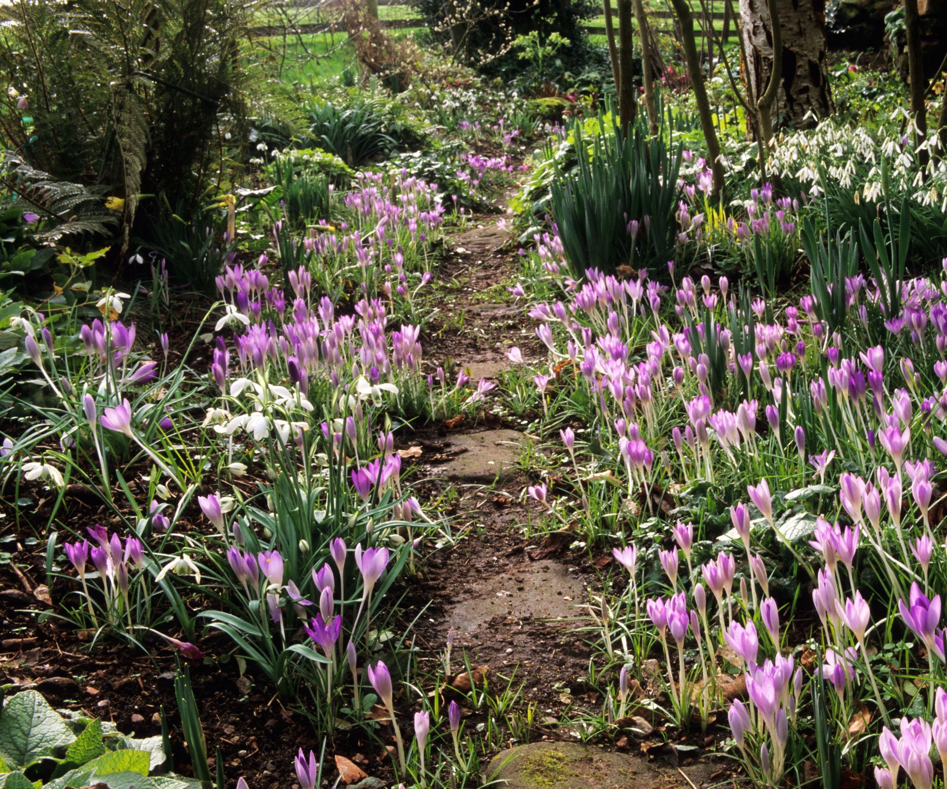 How to drift plant with bulbs | Homes and Gardens