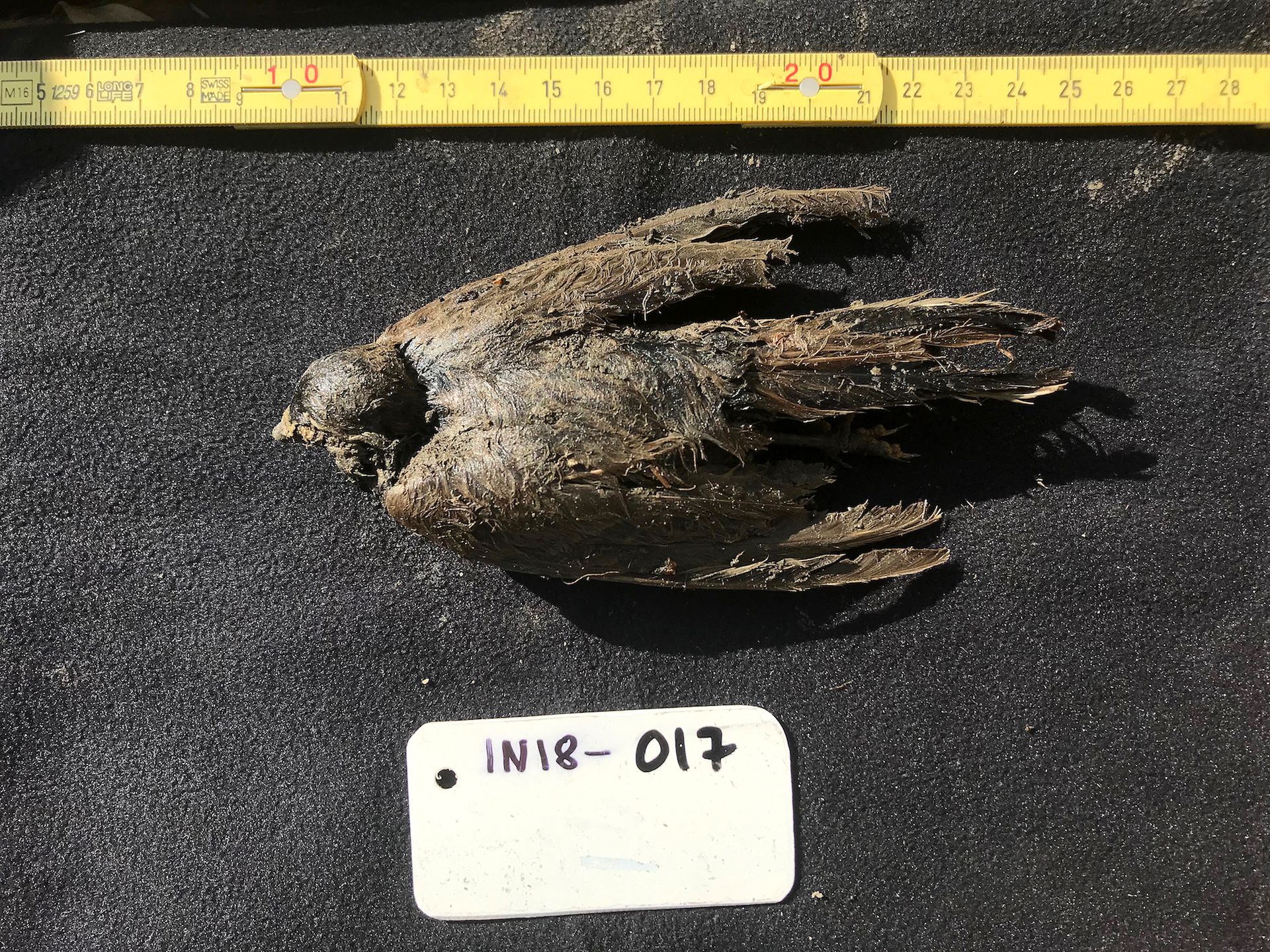 46,000-year-old bird, frozen in Siberian permafrost, looks like it ...