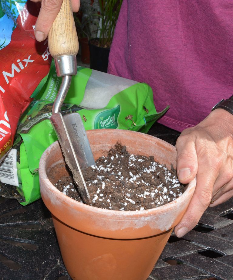 Plant cuttings mistakes: how to avoid the main errors | Homes and Gardens