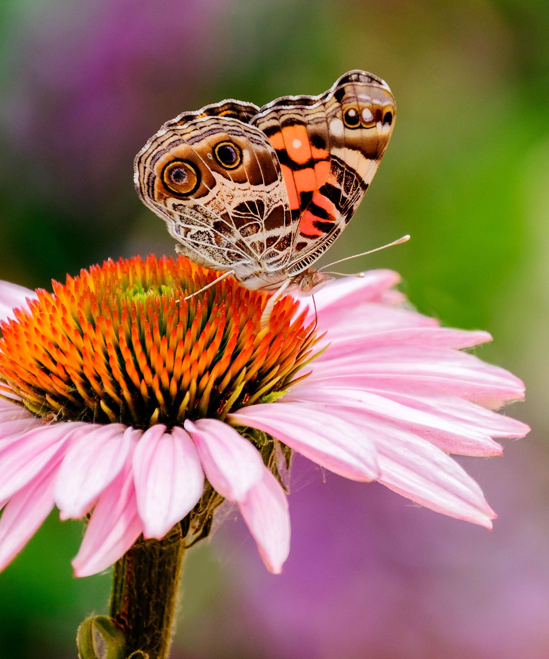 Best coneflower varieties: 15 charming echinaceas for summer | Homes ...