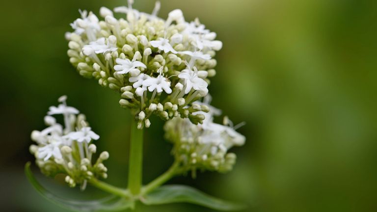 Learn About Valerian Plant History | Gardening Know How