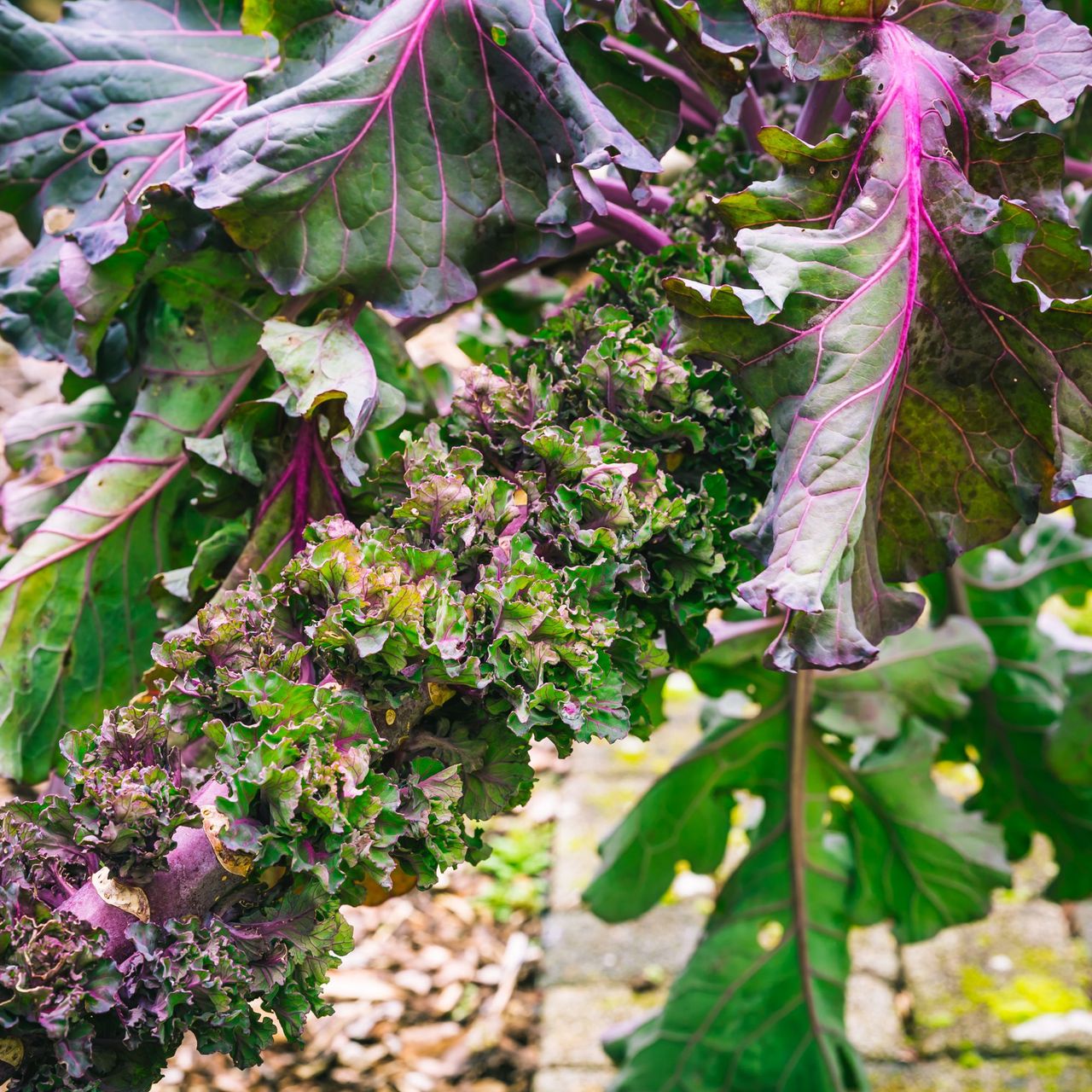 Edimentals: 9 pretty vegetables to grow in flower beds | Ideal Home