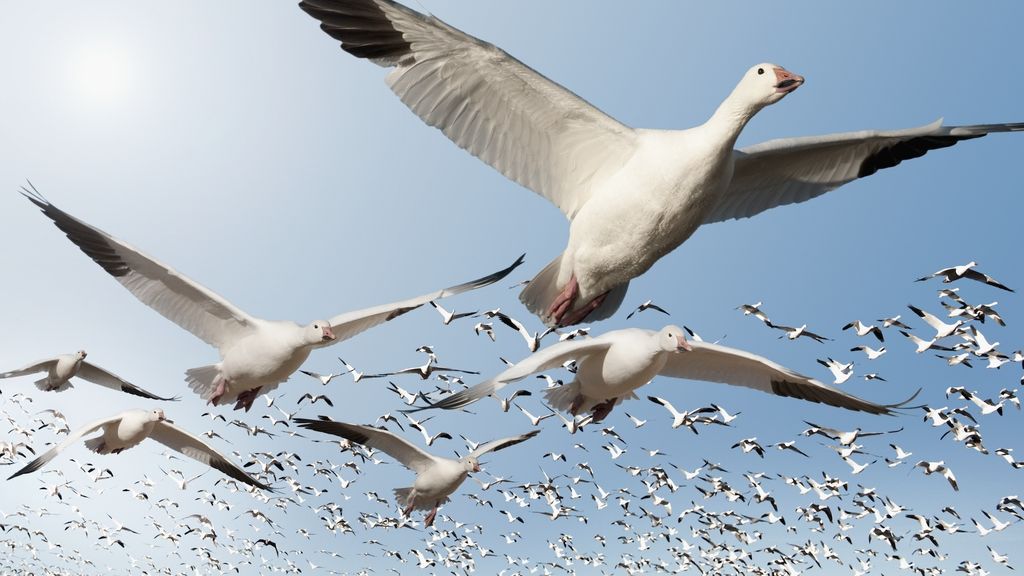 How do migrating birds know where they're going? | Live Science