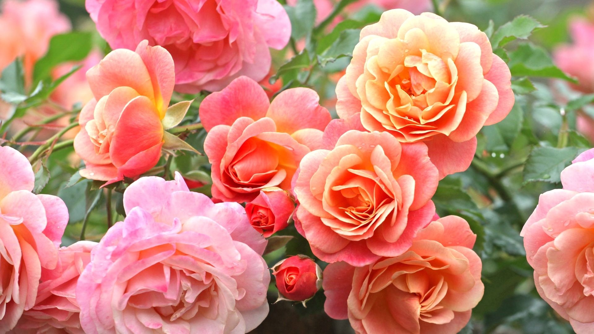 What To Do With Roses In June For Non-Stop Summer Blooms | Gardening ...