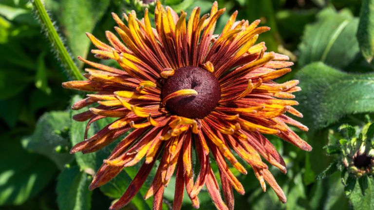 How to grow rudbeckia: tips for endless summer to fall flowers | Homes ...