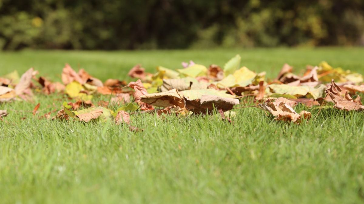 8 fall lawn care tips for the changing seasons | Top Ten Reviews