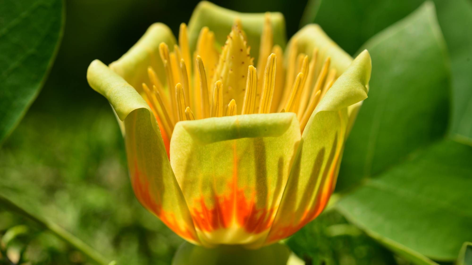 Tulip Tree Propagation: Rooting Cuttings vs. Seeds | Gardening Know How