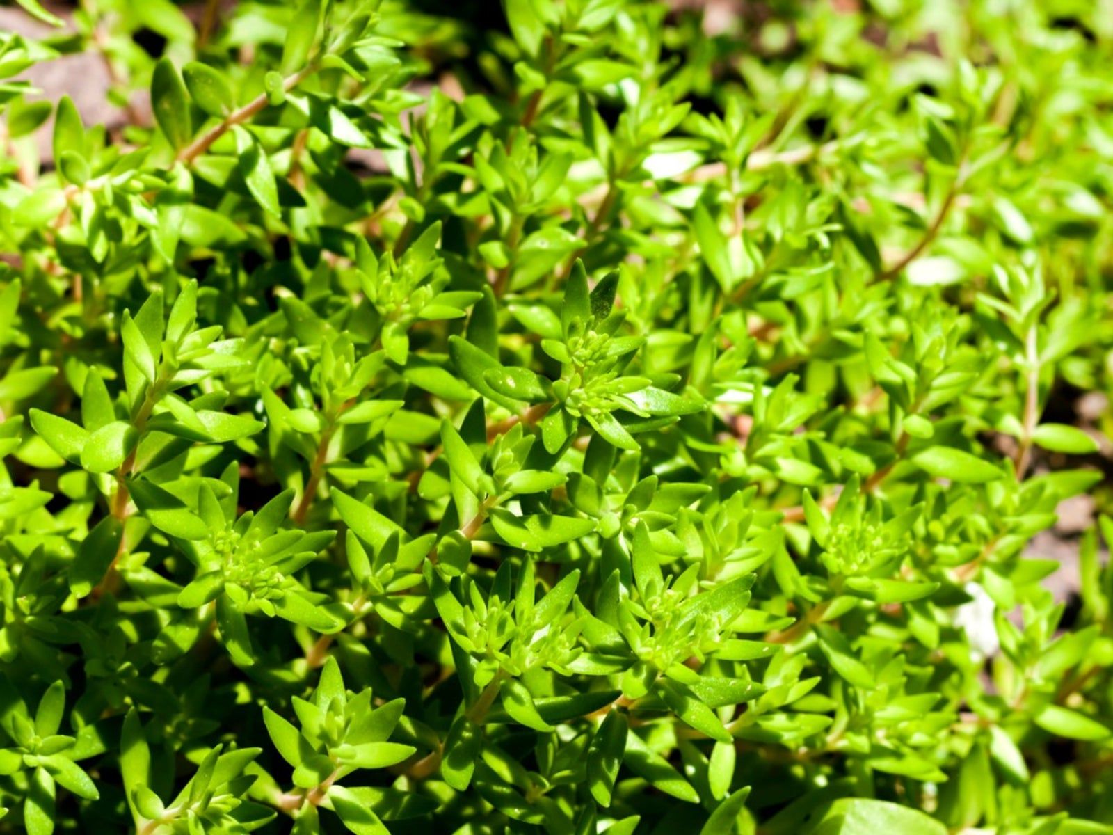 Is Stringy Stonecrop Invasive – Growing Spreading Stringy Stonecrop ...