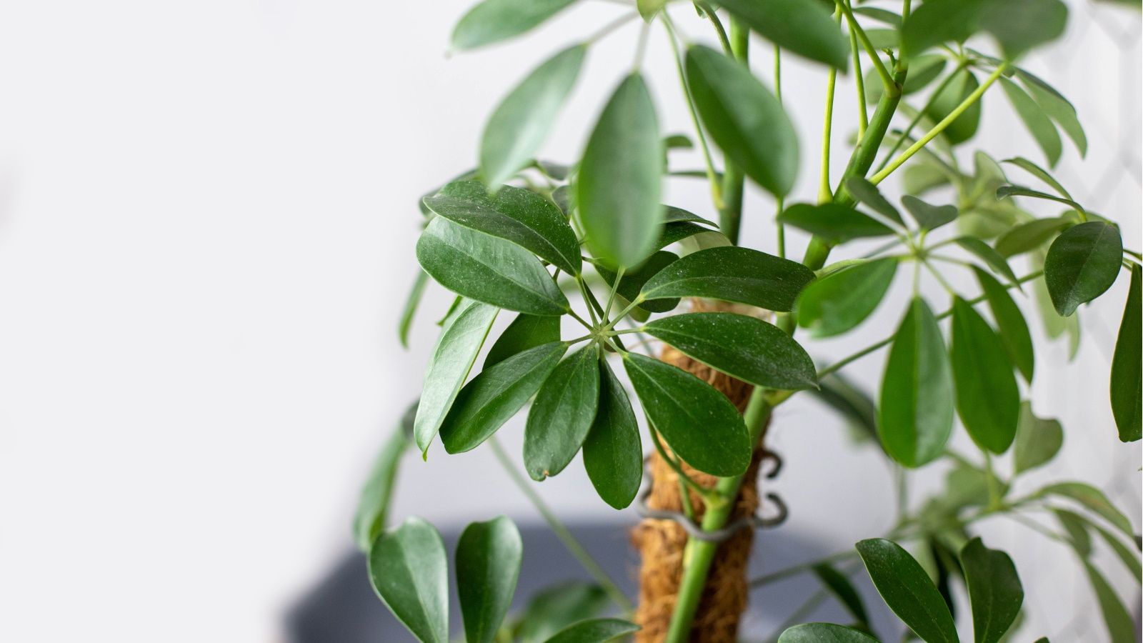 How to care for an umbrella plant: Expert advice