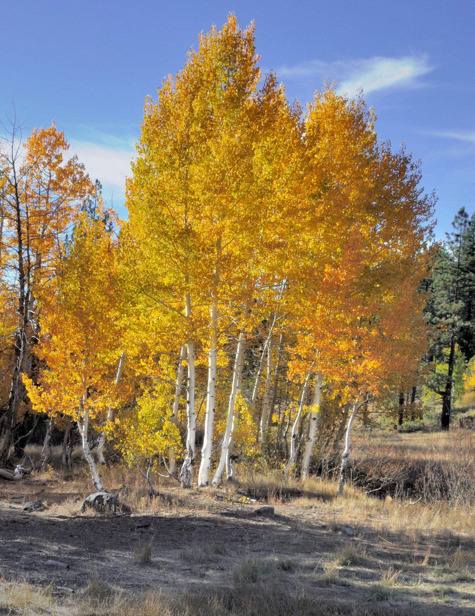 Best fast-growing trees: 10 trees for creating size at speed | Homes ...