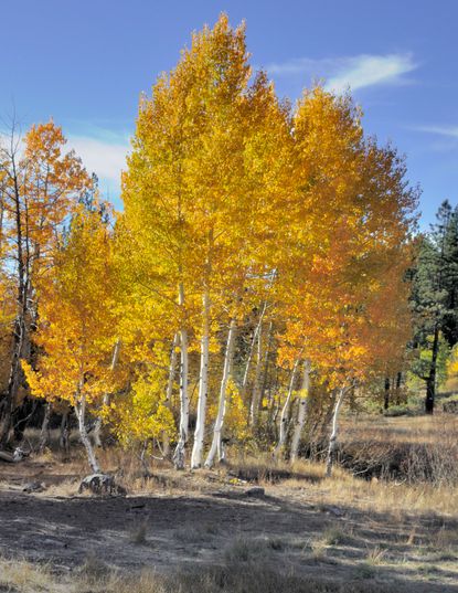 Best fast-growing trees: 10 trees for creating size at speed | Homes ...