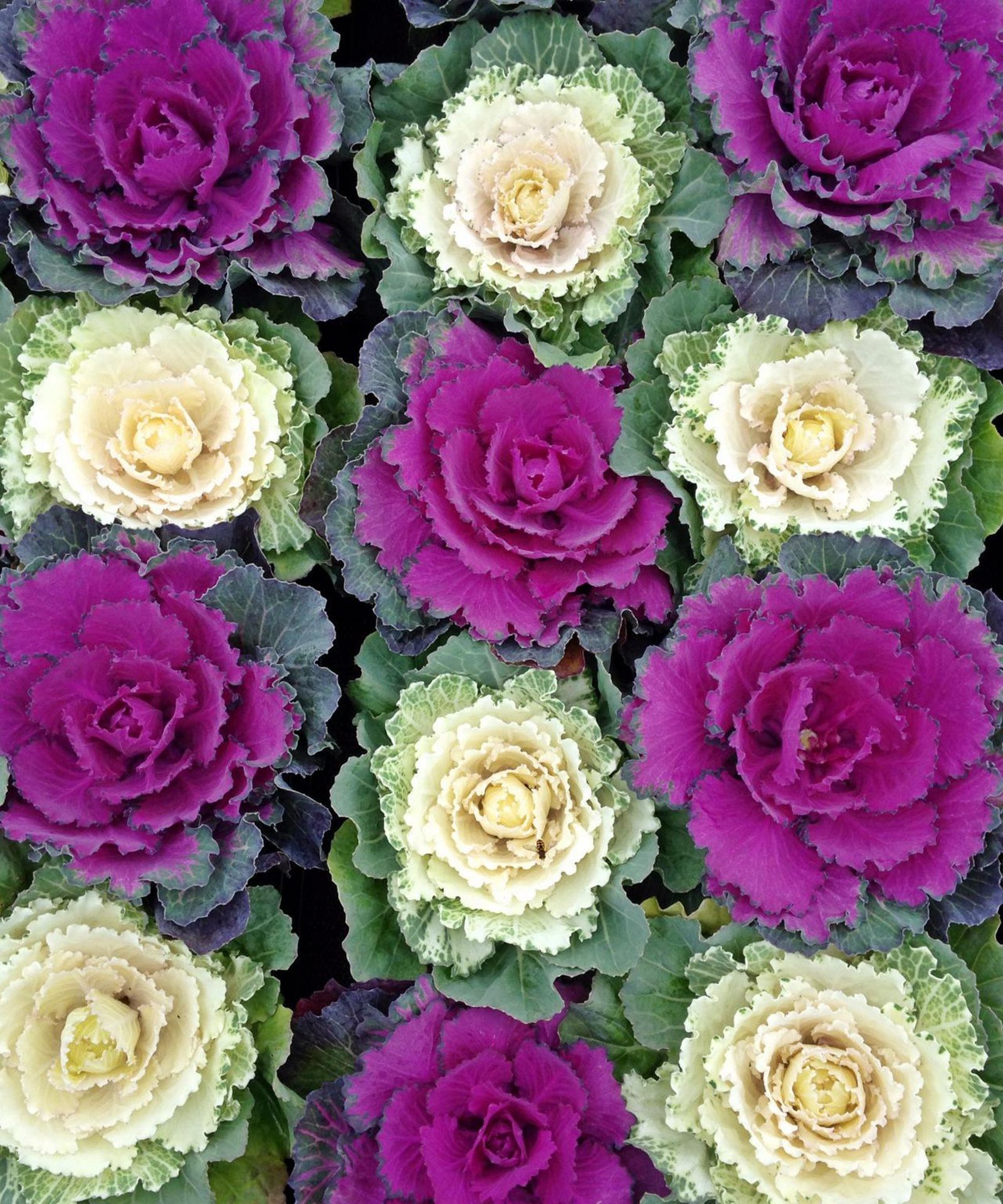 Expert tips for how to grow ornamental cabbage in the garden | Homes ...