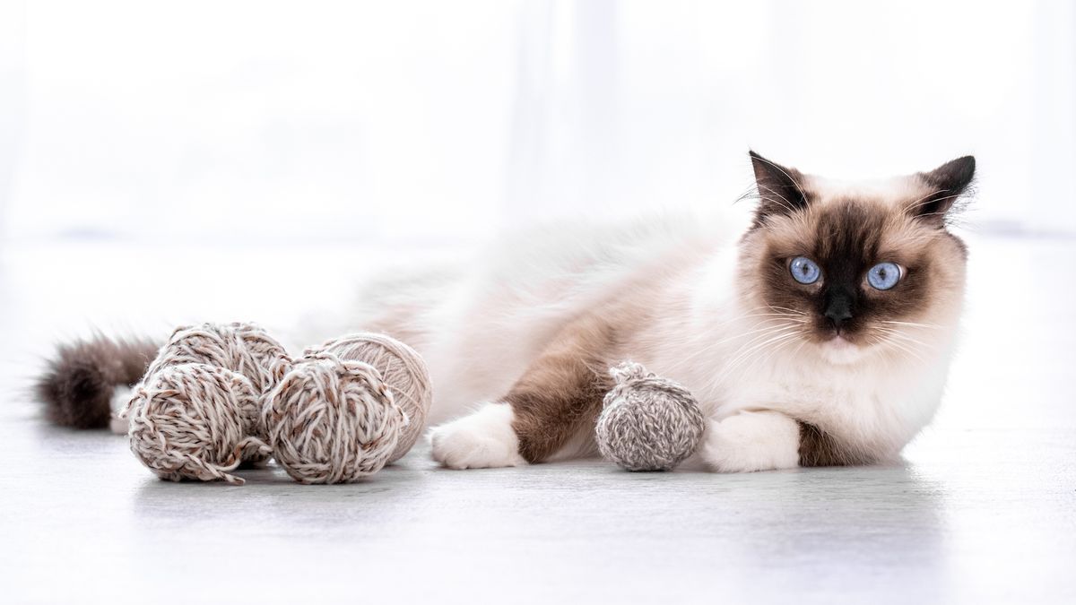 32 fun facts about ragdoll cats | PetsRadar