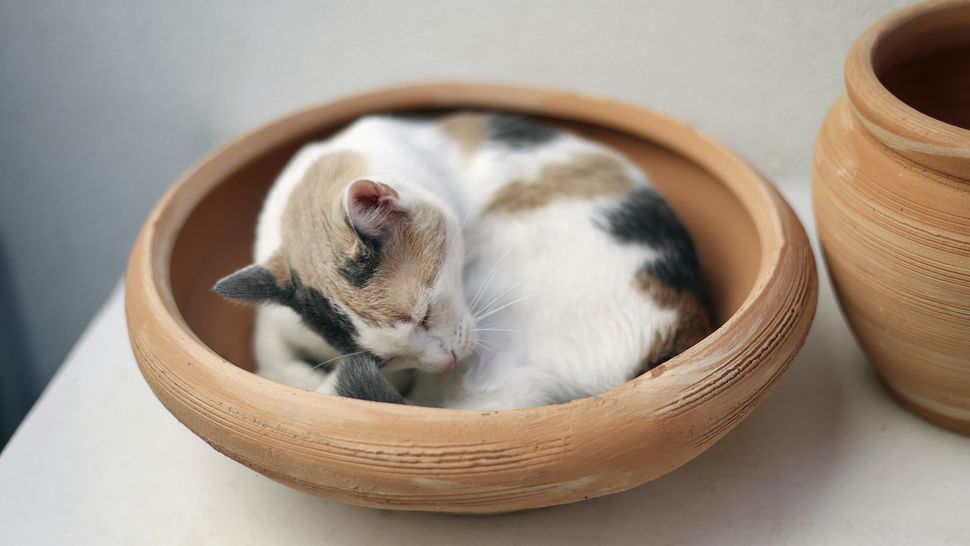 10 signs a cat is stressed and how you can help | PetsRadar