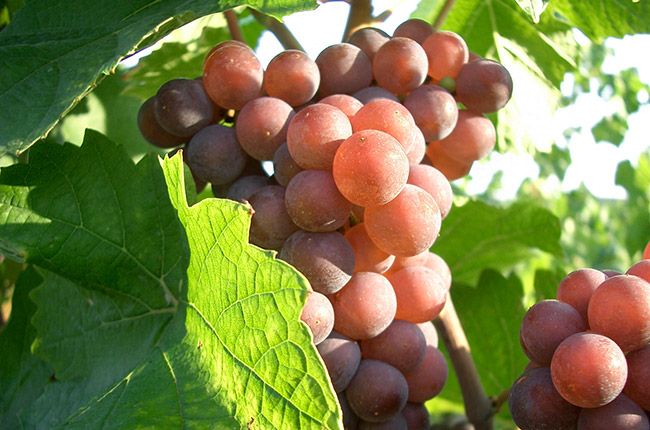 World’s best Pinot Gris: 35 top wines | Decanter