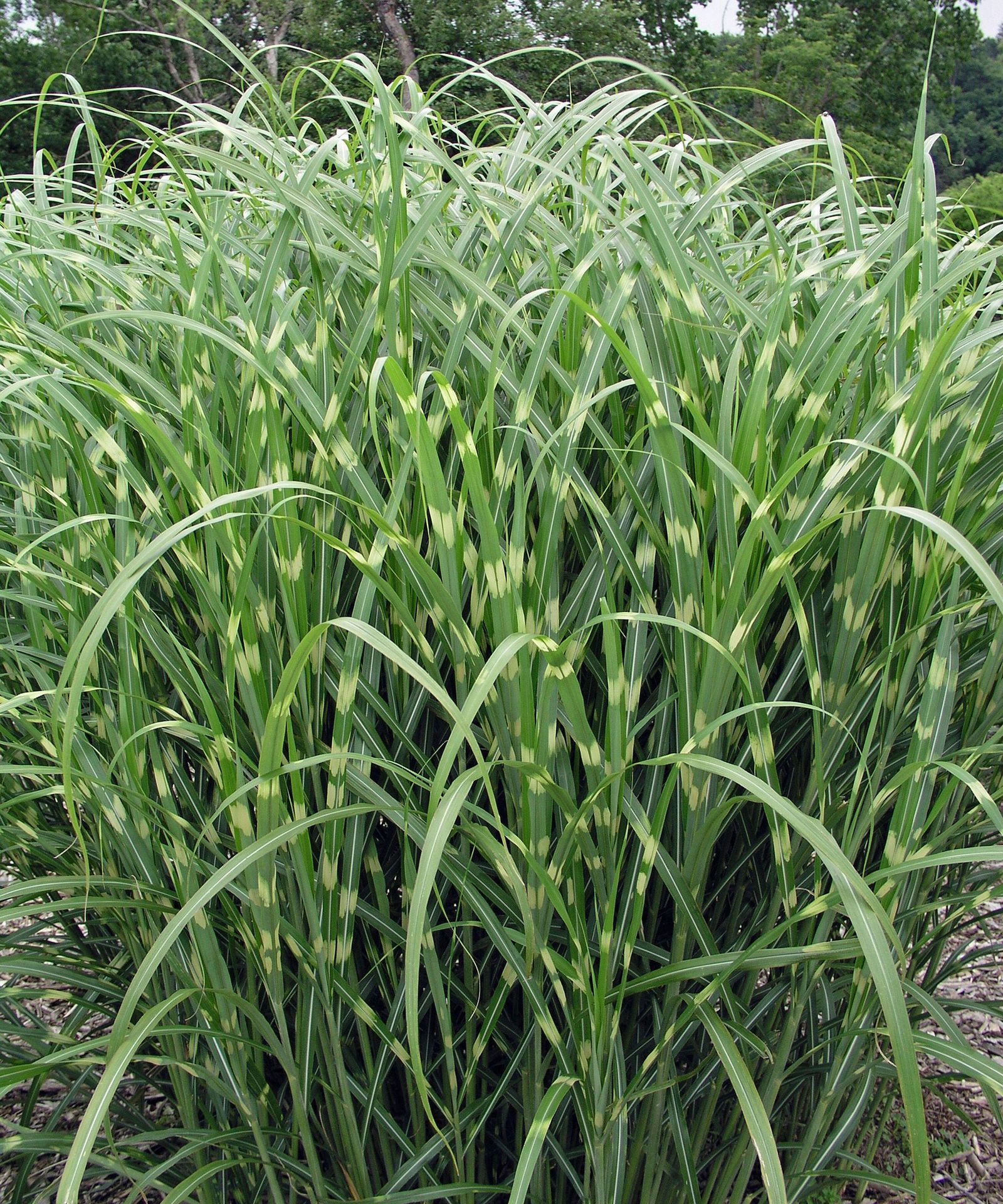 Jungle plants: 16 options for lush and leafy borders | Gardeningetc