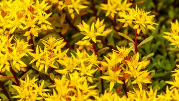 Best rockery plants: 8 low-maintenance picks from the pros | Woman & Home