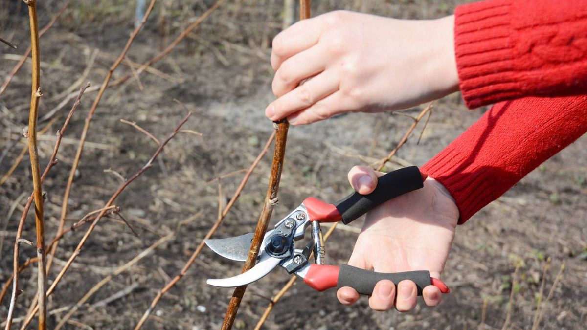 Pruning Raspberries: When and How to Cut | Gardening Know How