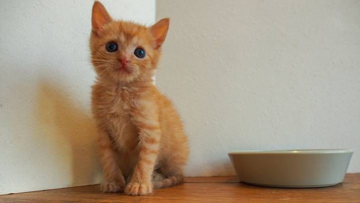 When can kittens eat dry food? A vet's guide to weaning kittens | PetsRadar