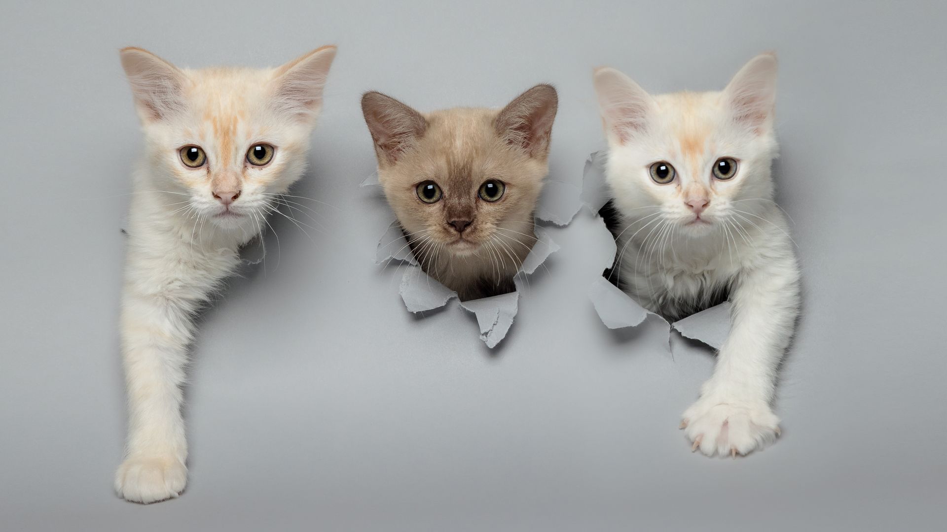 Cute cat picture poking through paper wins Scottish photography pair ...