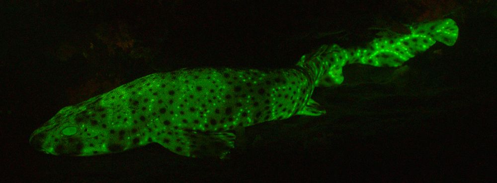 In Photos: Glow-in-the-Dark Sharks | Live Science