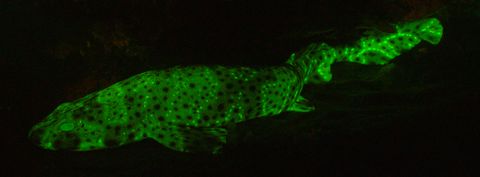 In Photos: Glow-in-the-Dark Sharks | Live Science