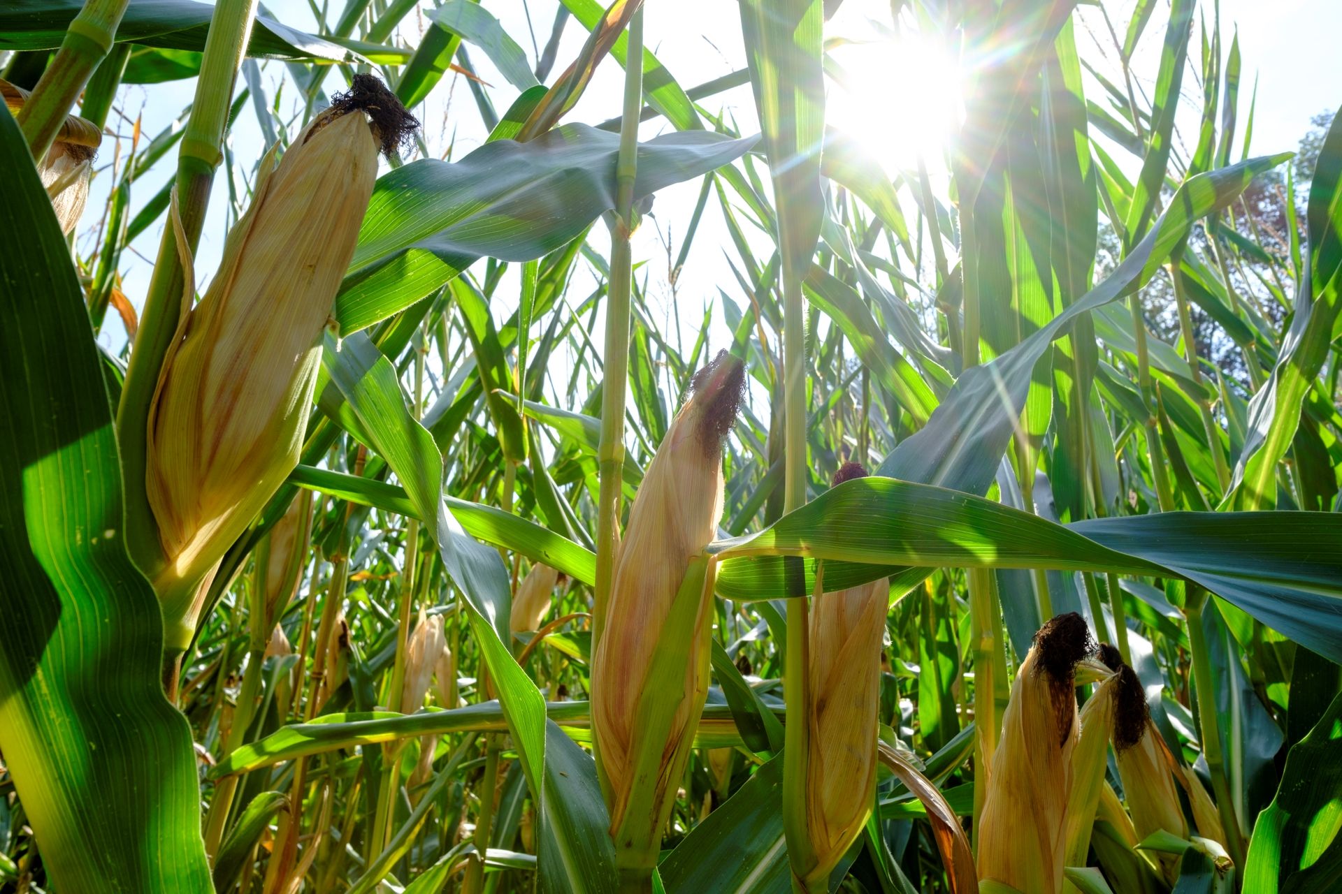 Corn Sweat: Combatting the Hidden Effects of Humidity | Kiplinger