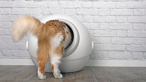 Cat scooting: It is normal or a sign of a problem? A vet explains ...