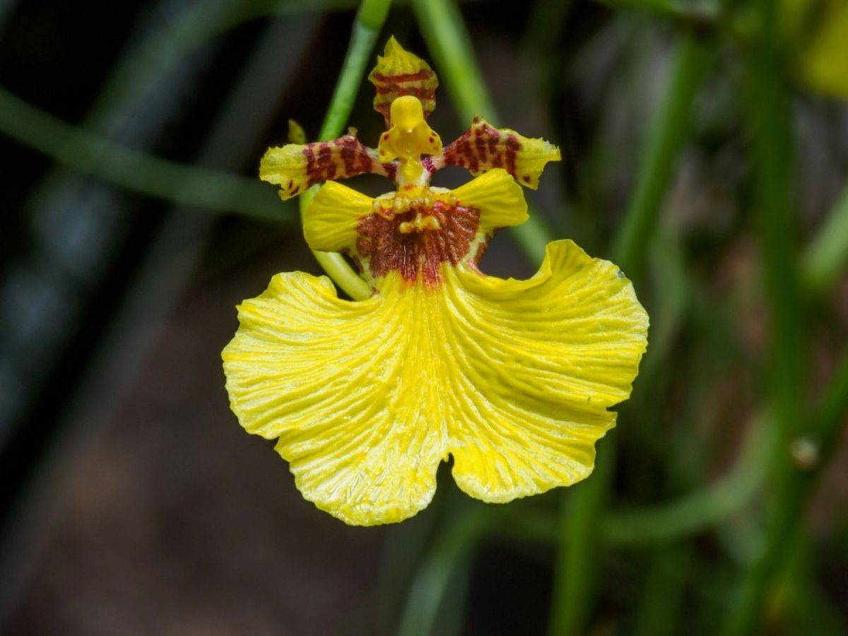 What Is An Oncidium Orchid: Information About Oncidium Orchid Care ...