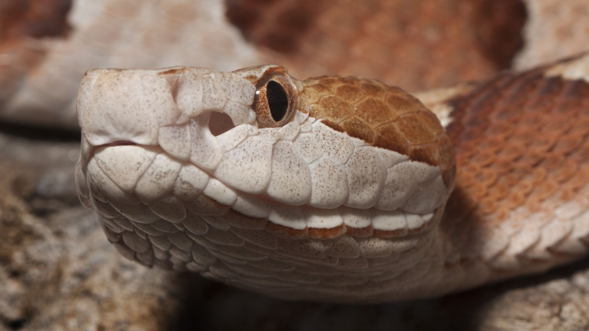Copperhead snakes: Facts, bites & babies | Live Science