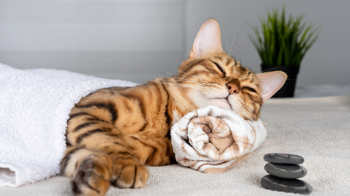 Cat sedatives: Vet's guide to uses and sedating at home | PetsRadar