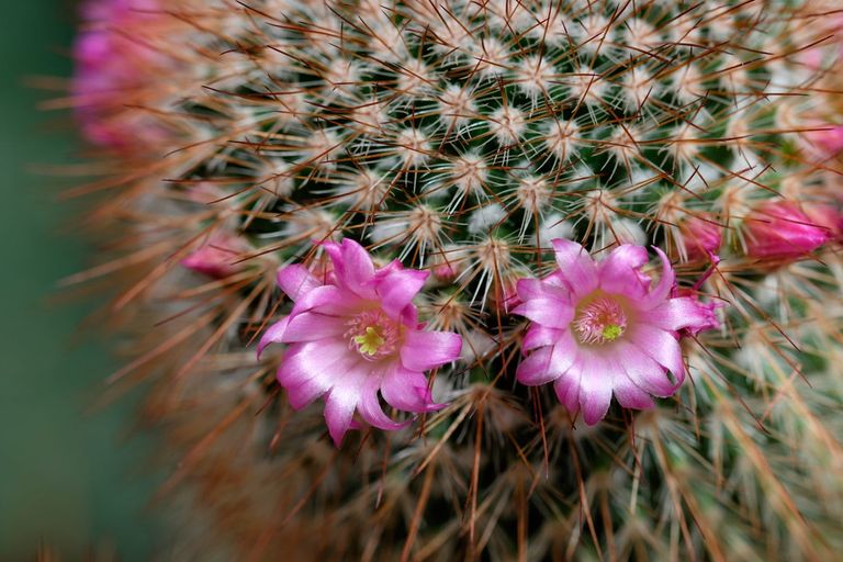 When Do Cacti Flower – Cactus Bloom Times And Conditions | Gardening ...