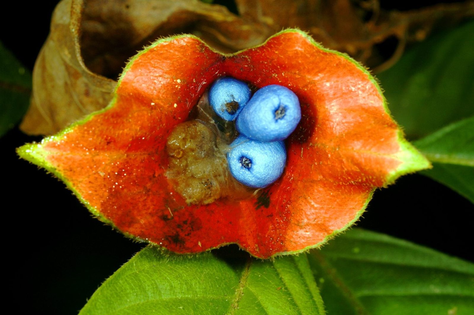 Hot Lips Plant Info - Learn About Growing Hot Lips Plants | Gardening ...