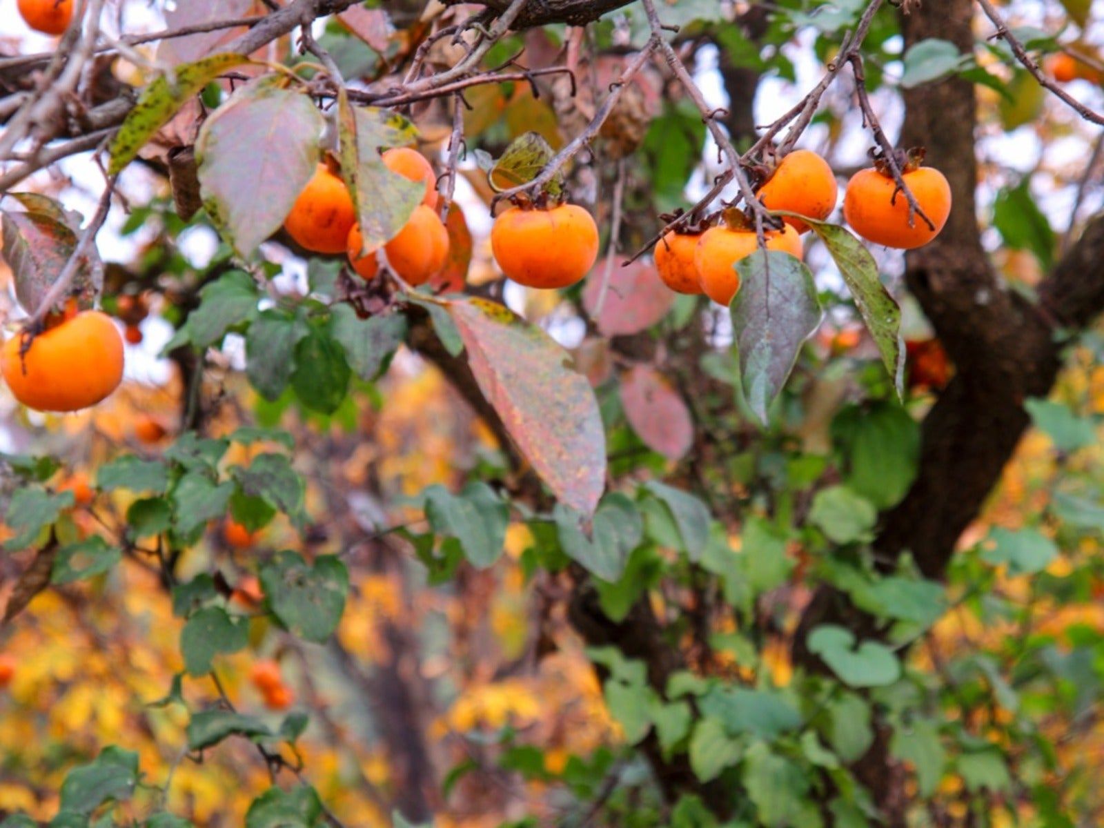 Information About American Persimmon Trees | Gardening Know How