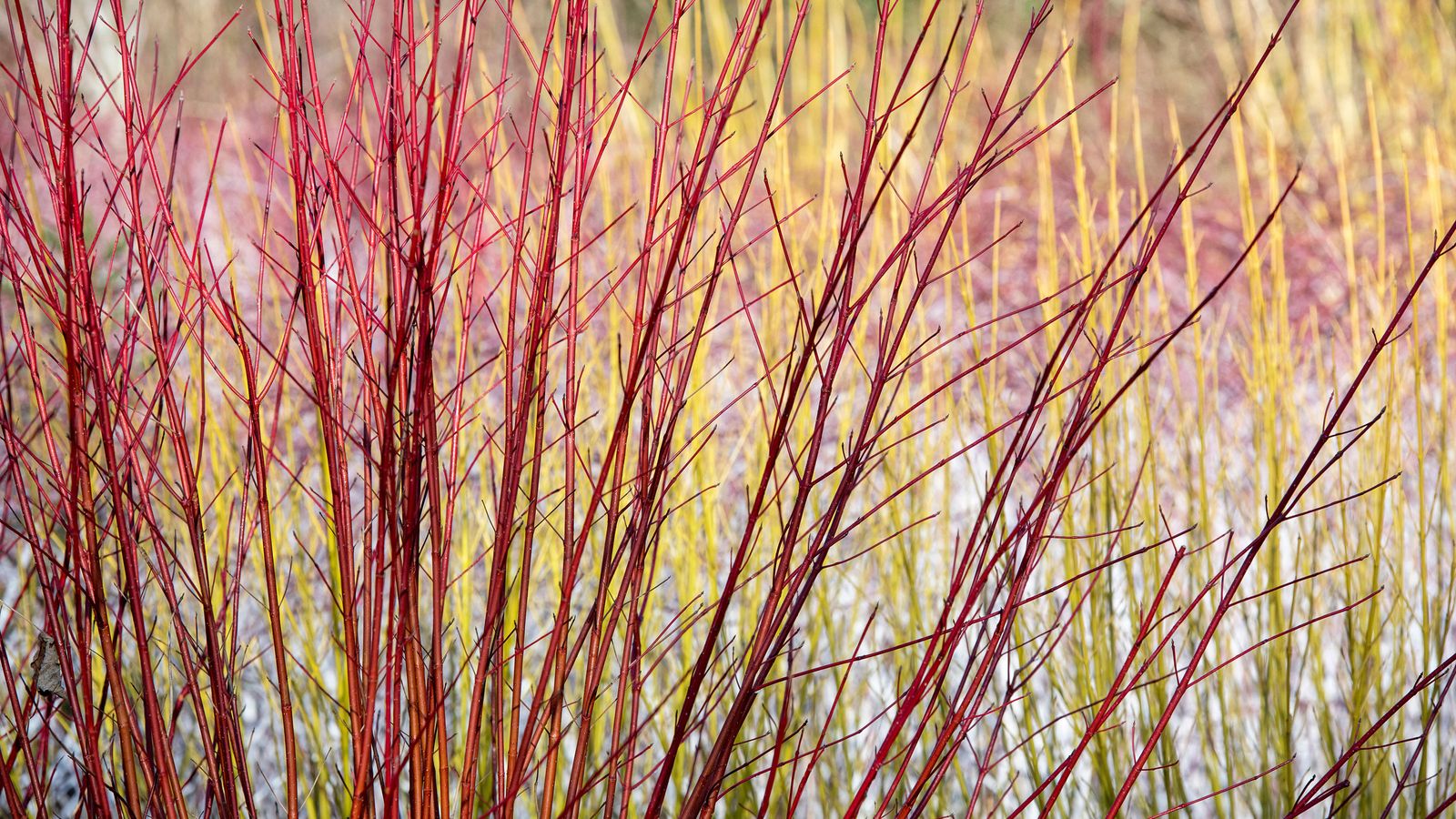Types of red twig dogwood: 11 eye-catching varieties | Gardeningetc