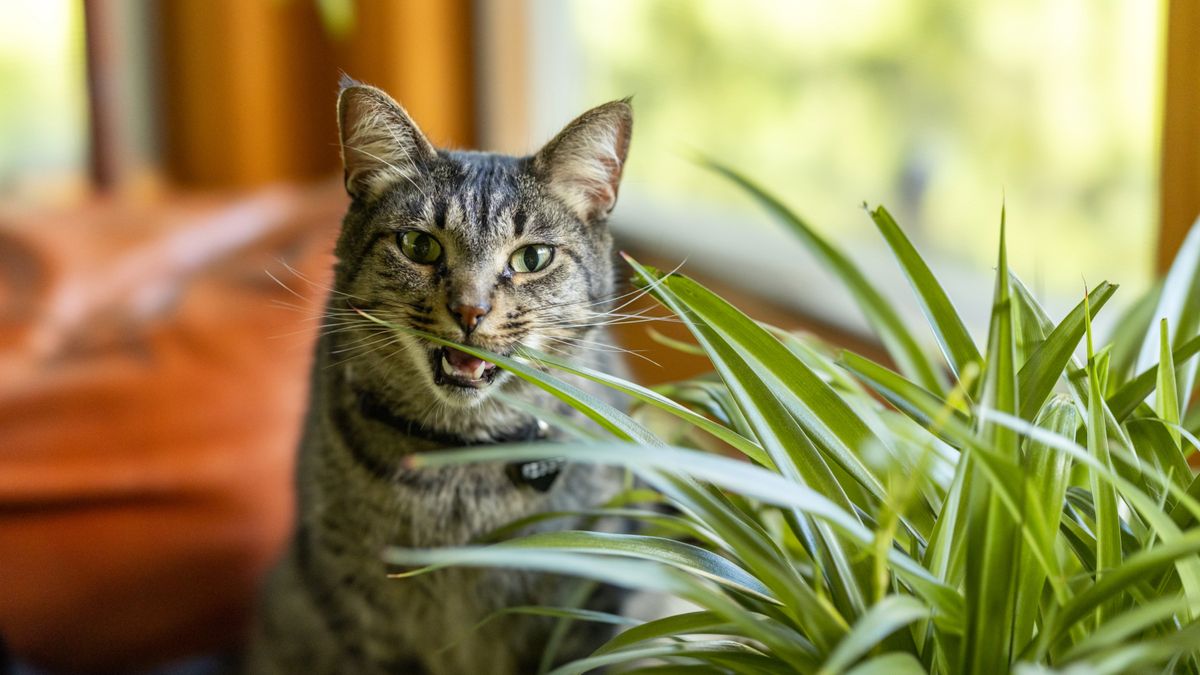 20 quirky pet behaviors explained | PetsRadar