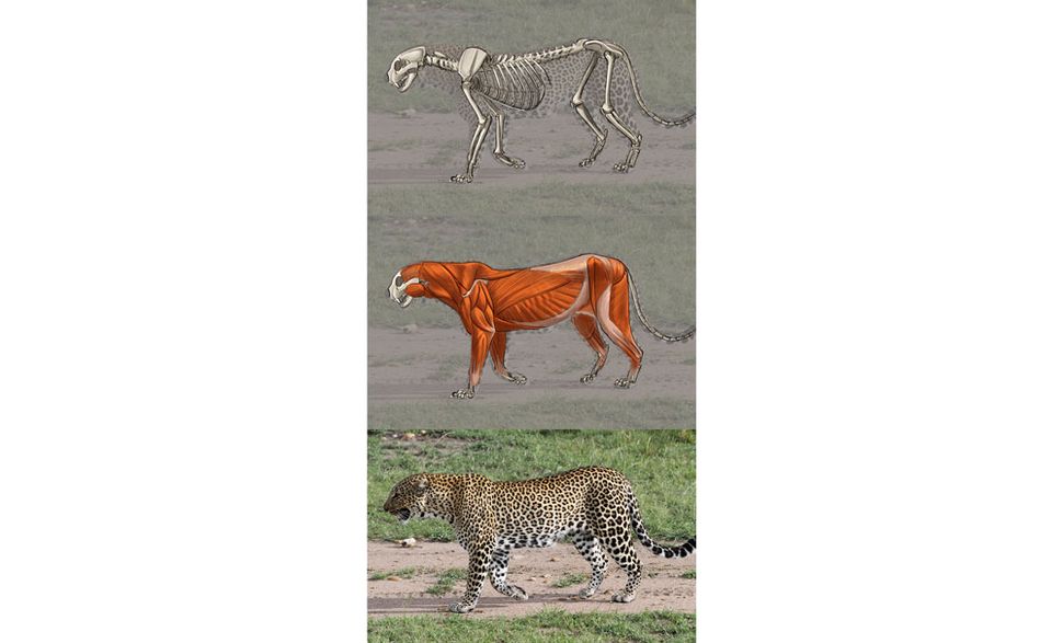 How to draw animals: 15 top tips | Creative Bloq