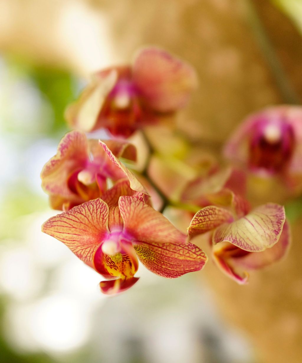 How long do orchids bloom: and how to make them last longer? | Homes ...