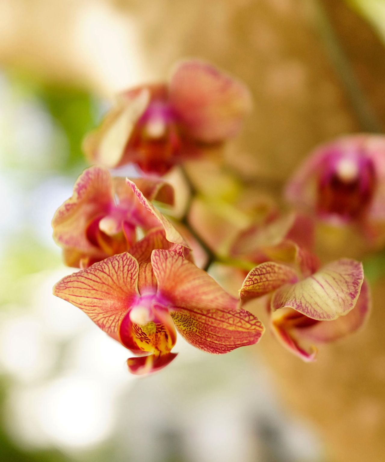 How to fertilize orchids - expert tips for healthy plants | Homes and Gardens