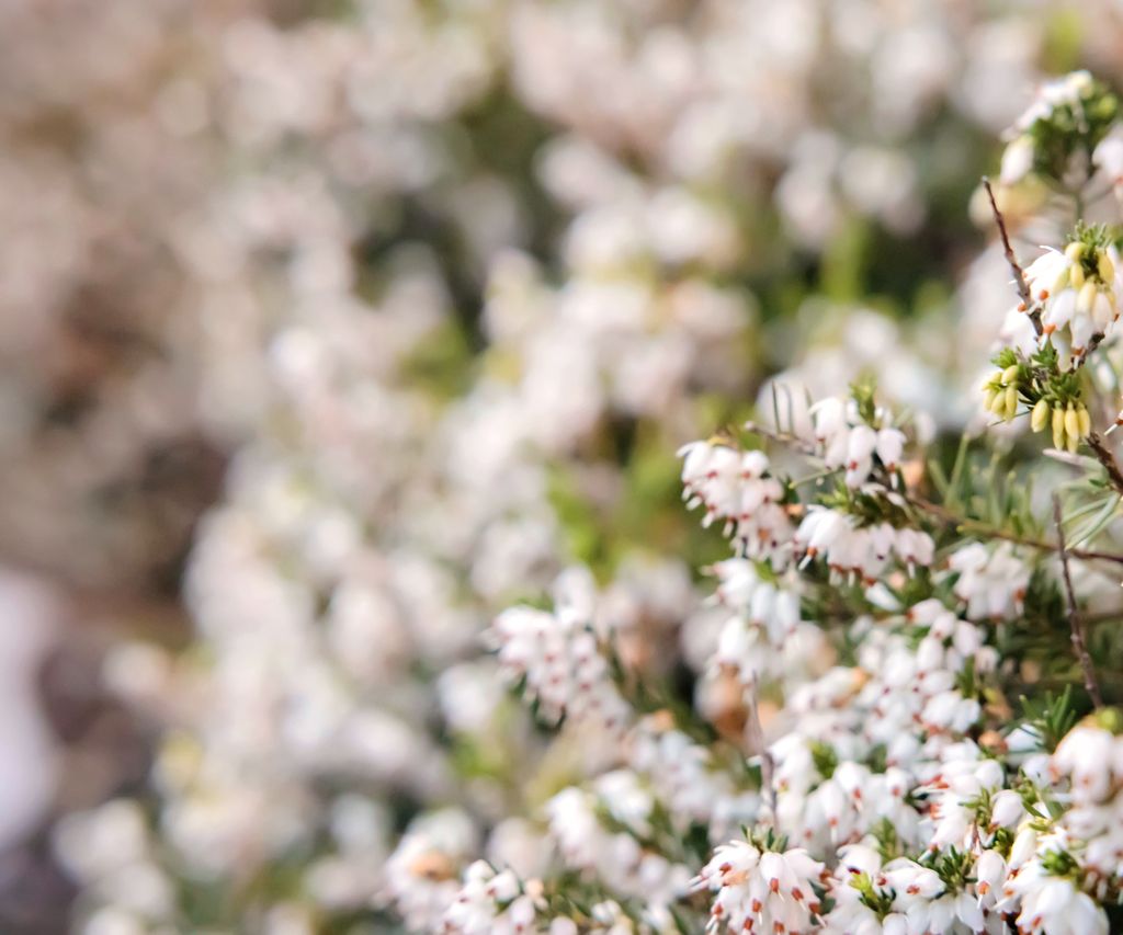 How to grow and care for winter heather: an expert guide | Homes and ...