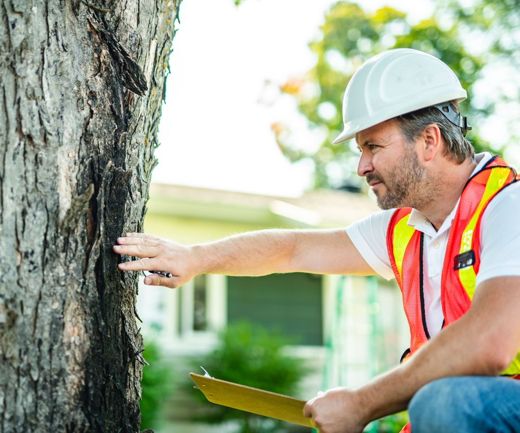 How to protect trees during a build and keep them safe | Homebuilding